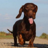 Иконка канала таксы ИЗ СТРАНЫ ГРЁЗ / Dachshunds IZ STRANI GREZ