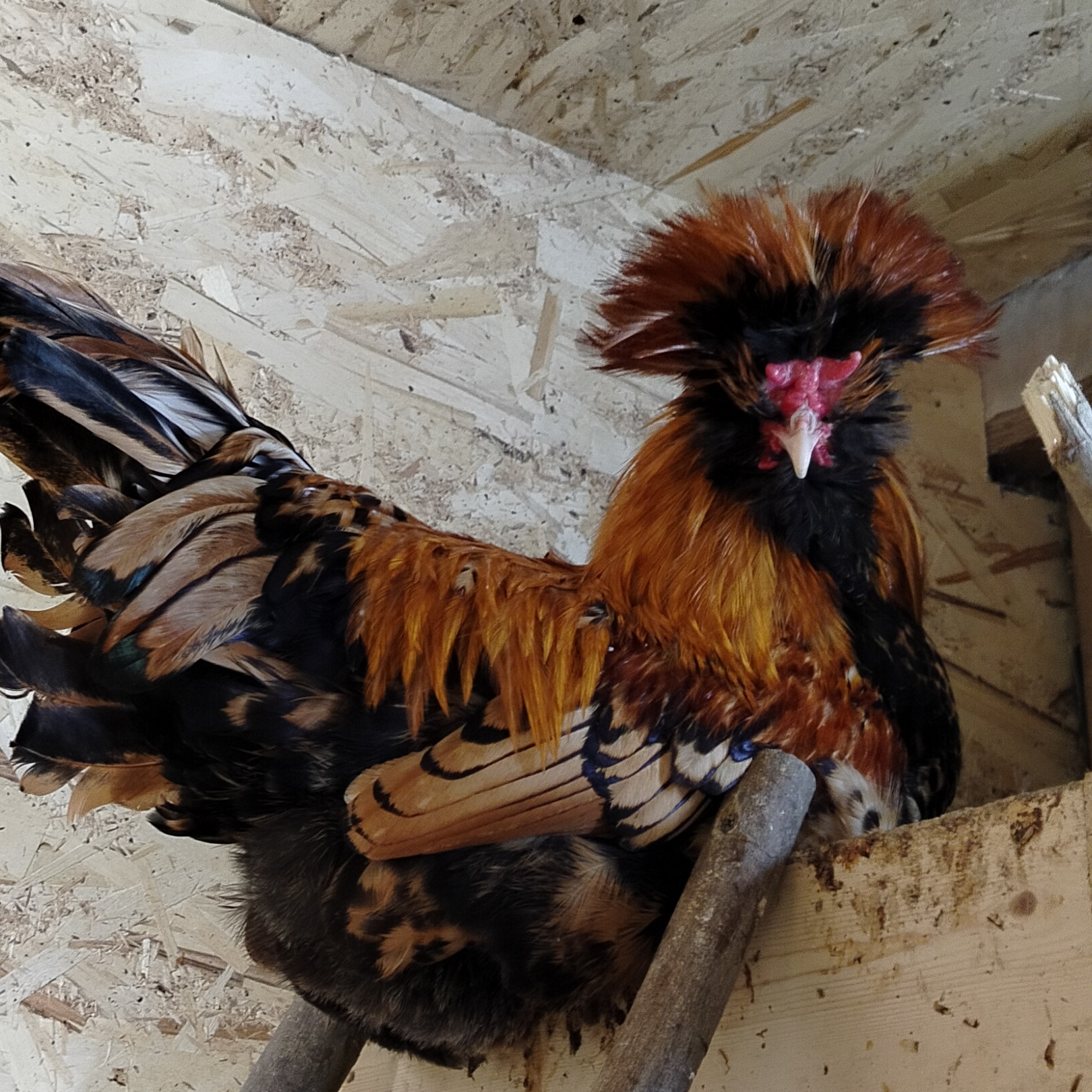Иконка канала Куриный уголок🐔🏡:породы🐣 и уход🌿🌾