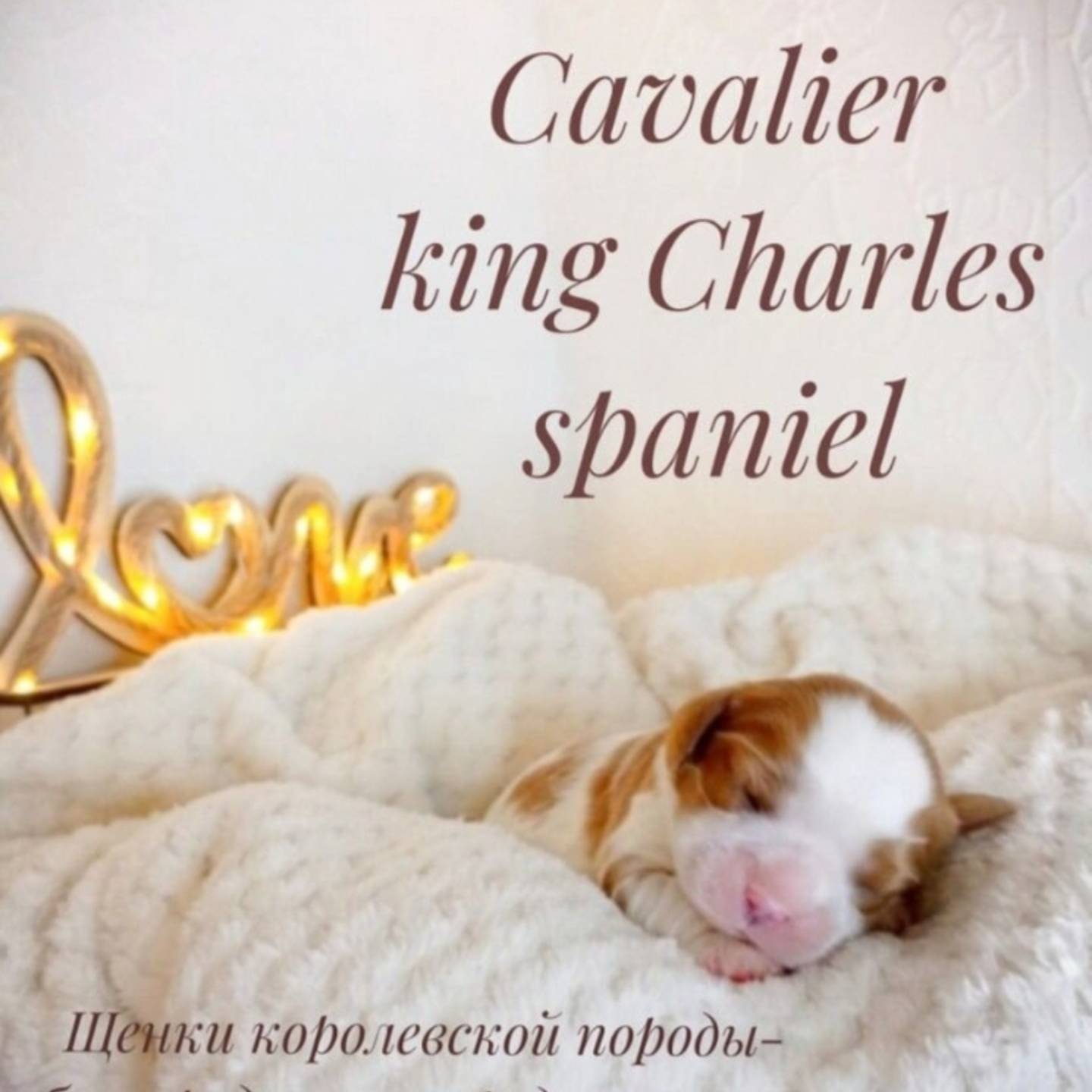 Иконка канала 👑Cavalier King Charles Spaniel 👑