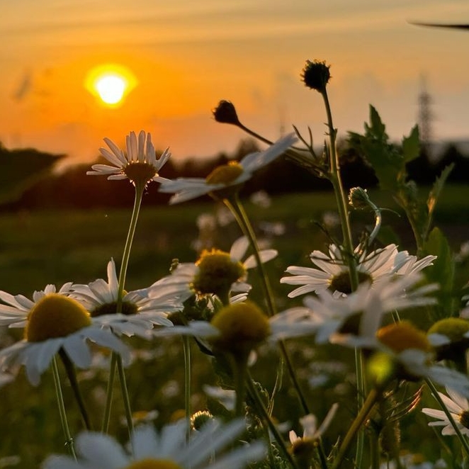 Иконка канала Ромашка💐🌈☀