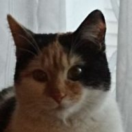 Иконка канала Книжные котики Rtube