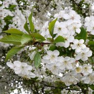 Иконка канала ВИШНЯ БЕЛАЯ - Татьяна Кофанова-Захарова