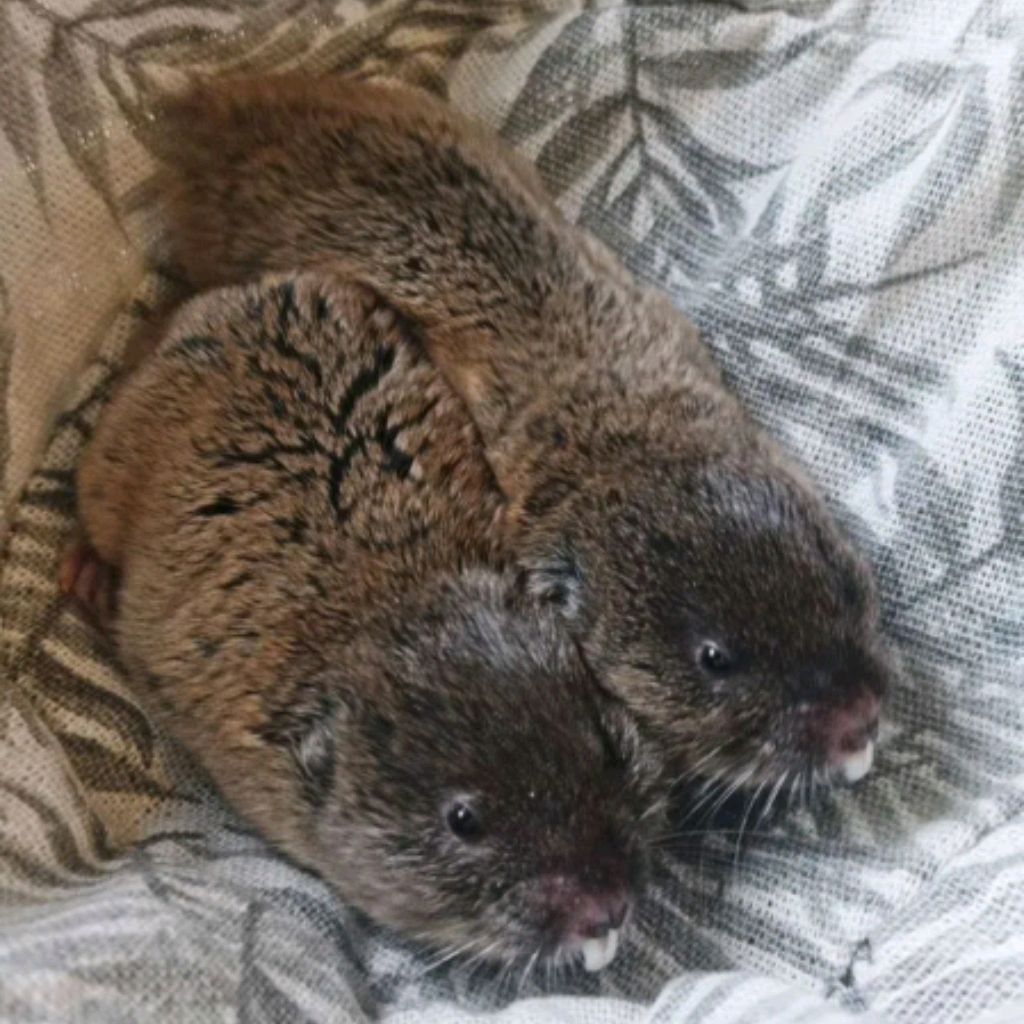 Иконка канала Слепушонка Или Мини Бобрик