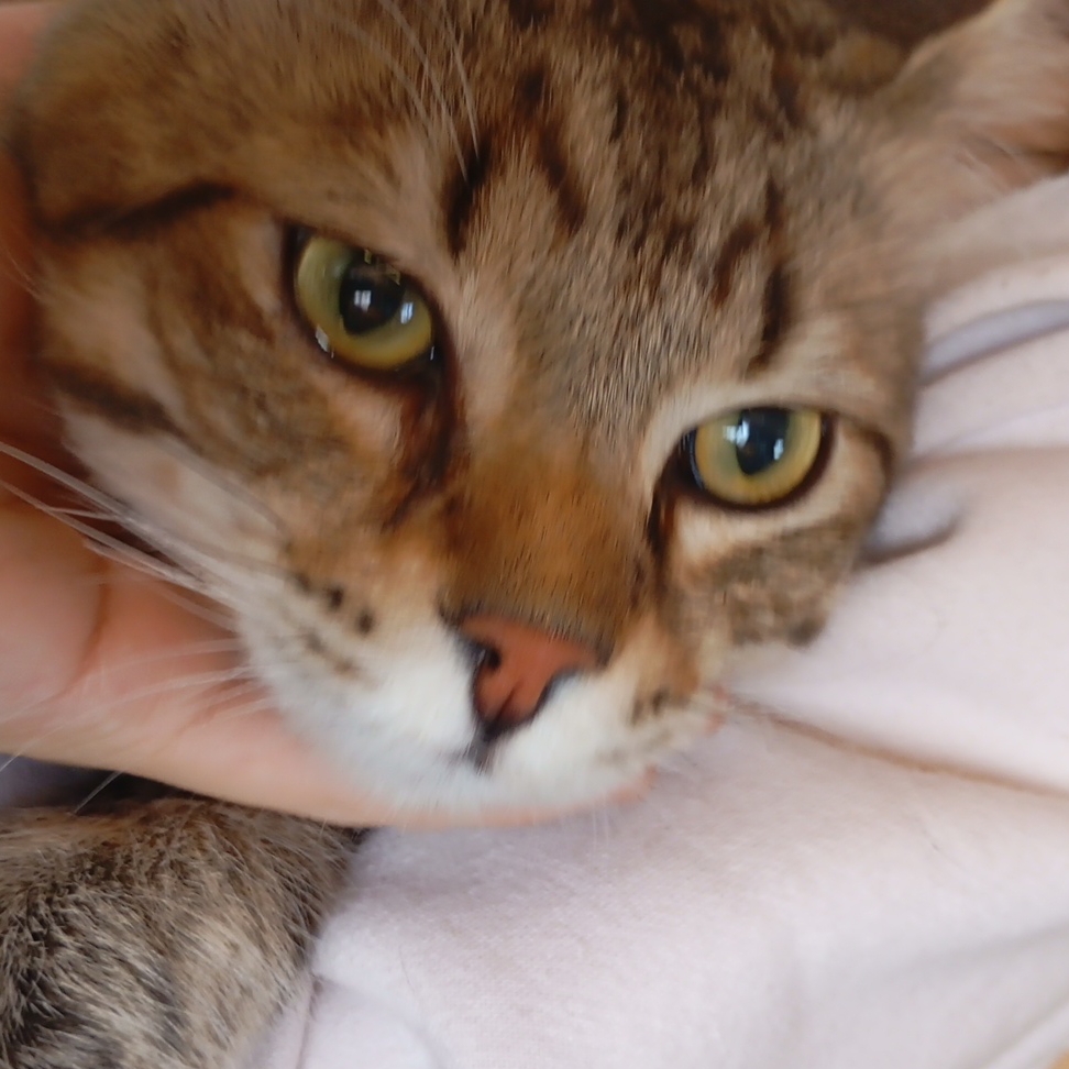 Иконка канала happy bee