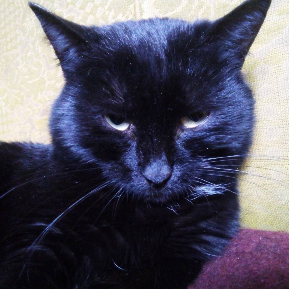 Иконка канала Кот на даче