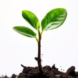 Иконка канала Рассада для всех