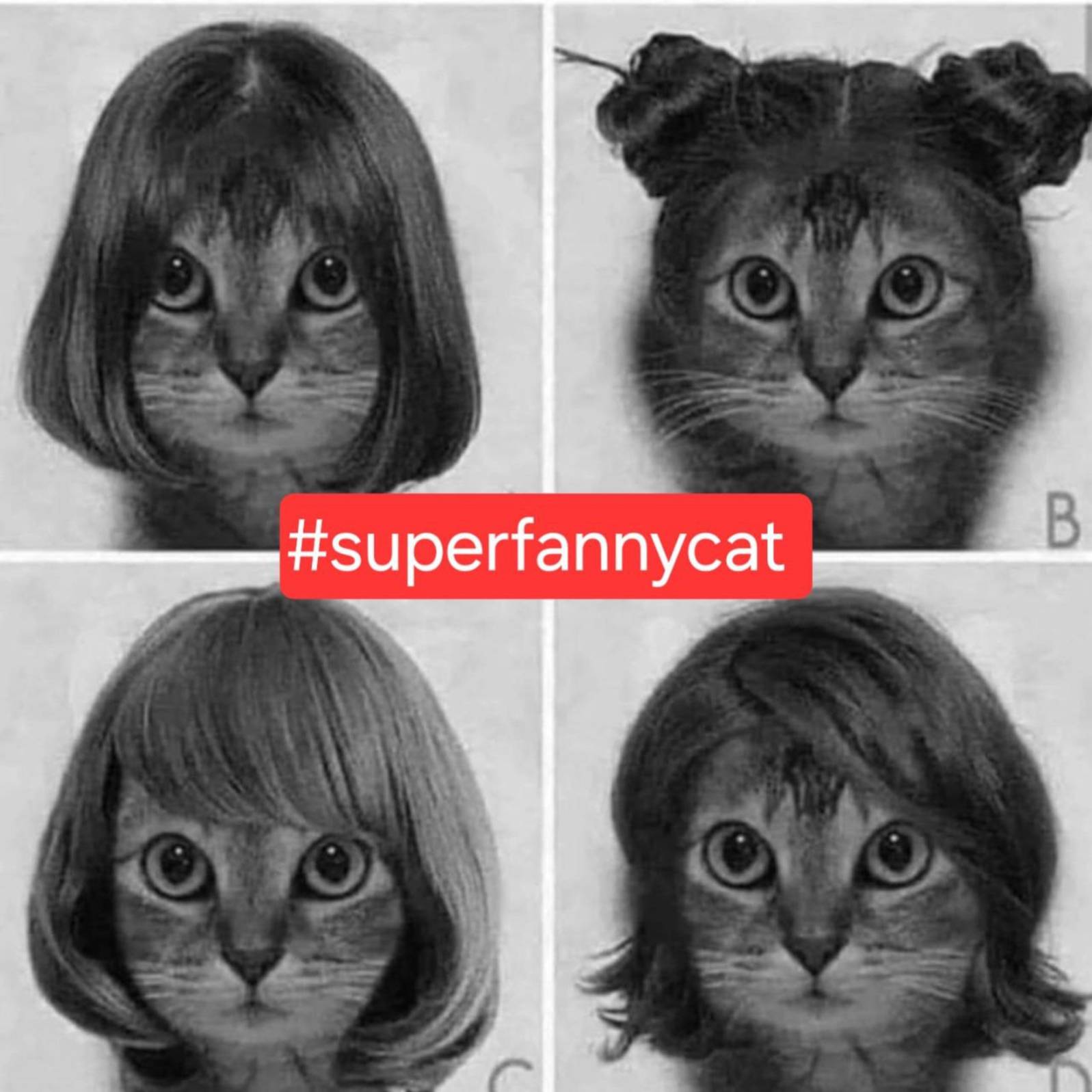 Иконка канала ВЕСЕЛЫЕ КОШКИ SUPERFANNYCAT