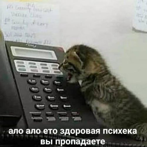 Иконка канала базаMEOW