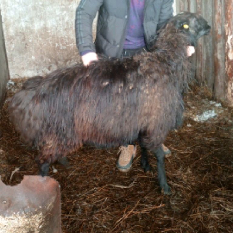 Иконка канала Majorka_08