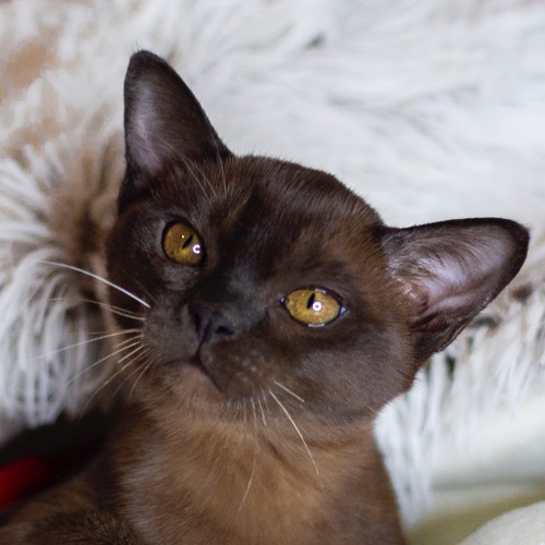 Иконка канала burmaspb