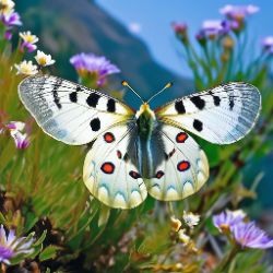 Иконка канала Parnassius Apollo