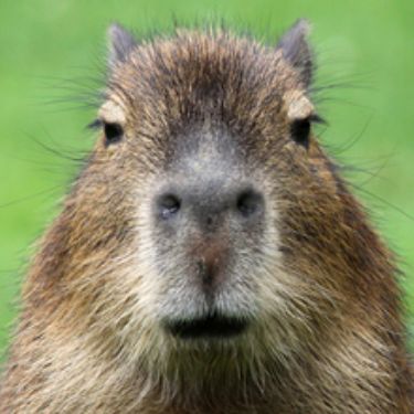 Иконка канала Shoogartchannel