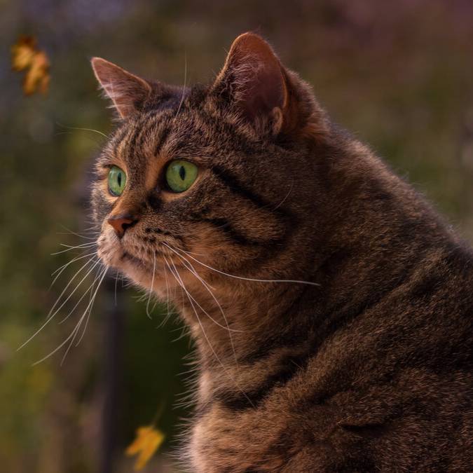 Иконка канала Филимон