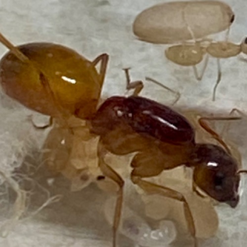 Иконка канала Жизнь моих муравьёв 228_и улиток