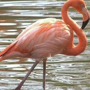 Иконка канала channel52835172