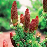 Иконка канала Хвойные РАдости