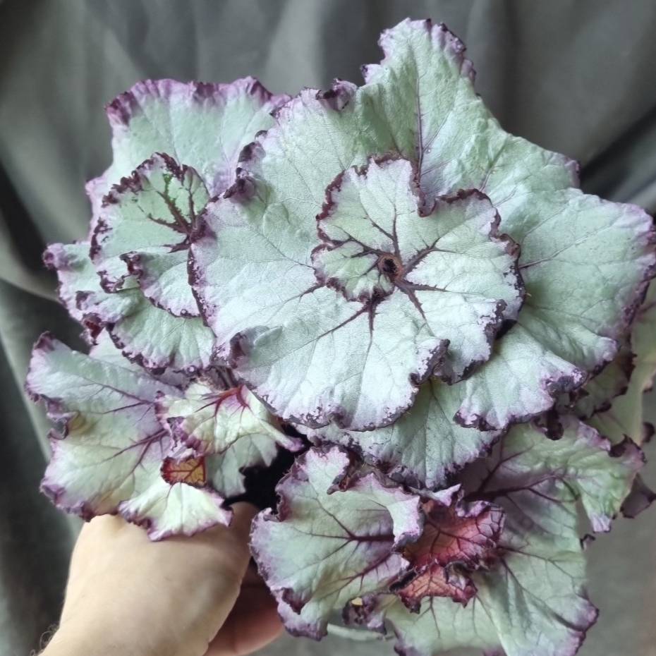 Иконка канала Елена