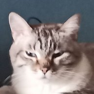 Иконка канала Тимон