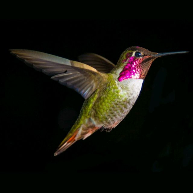 Иконка канала Colibri tech
