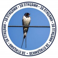 Иконка канала За птицами l Ритины похождения