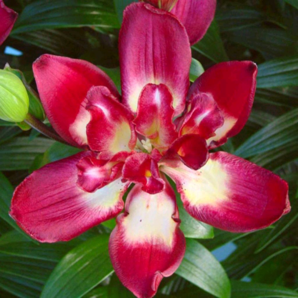 Иконка канала Рамзия