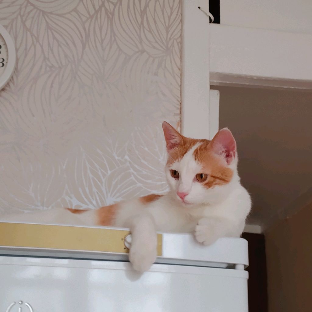 Иконка канала I'm cat