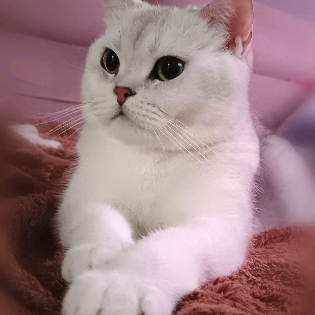 Иконка канала Шиншиллочки ❤