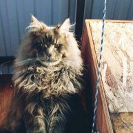 Иконка канала Максик X Play