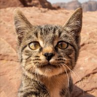 Иконка канала Grand