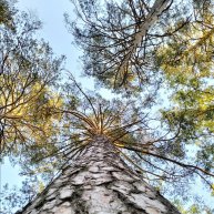 Иконка канала Gardenico