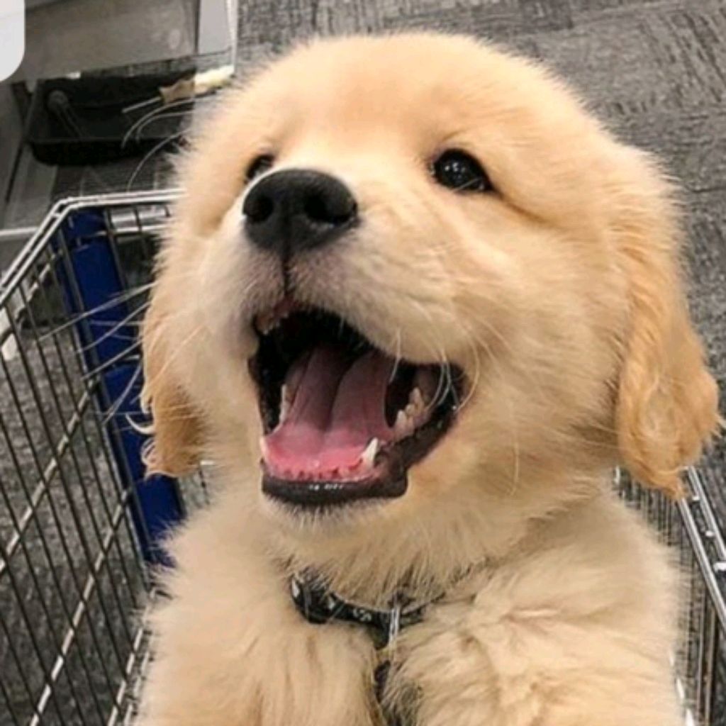 Иконка канала 💗🎀Cute puppy 🎀💗