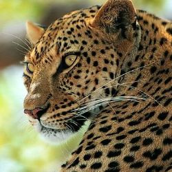 Иконка канала Mister Day