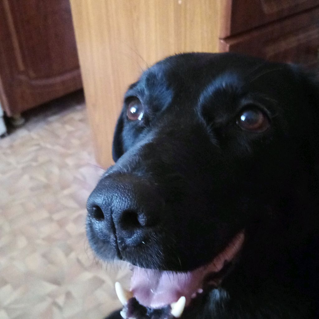 Иконка канала Лабрадор Джек