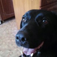 Иконка канала Лабрадор Джек