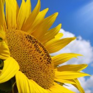 Иконка канала Семеноводческое предприятие Аграриан - Агропростор