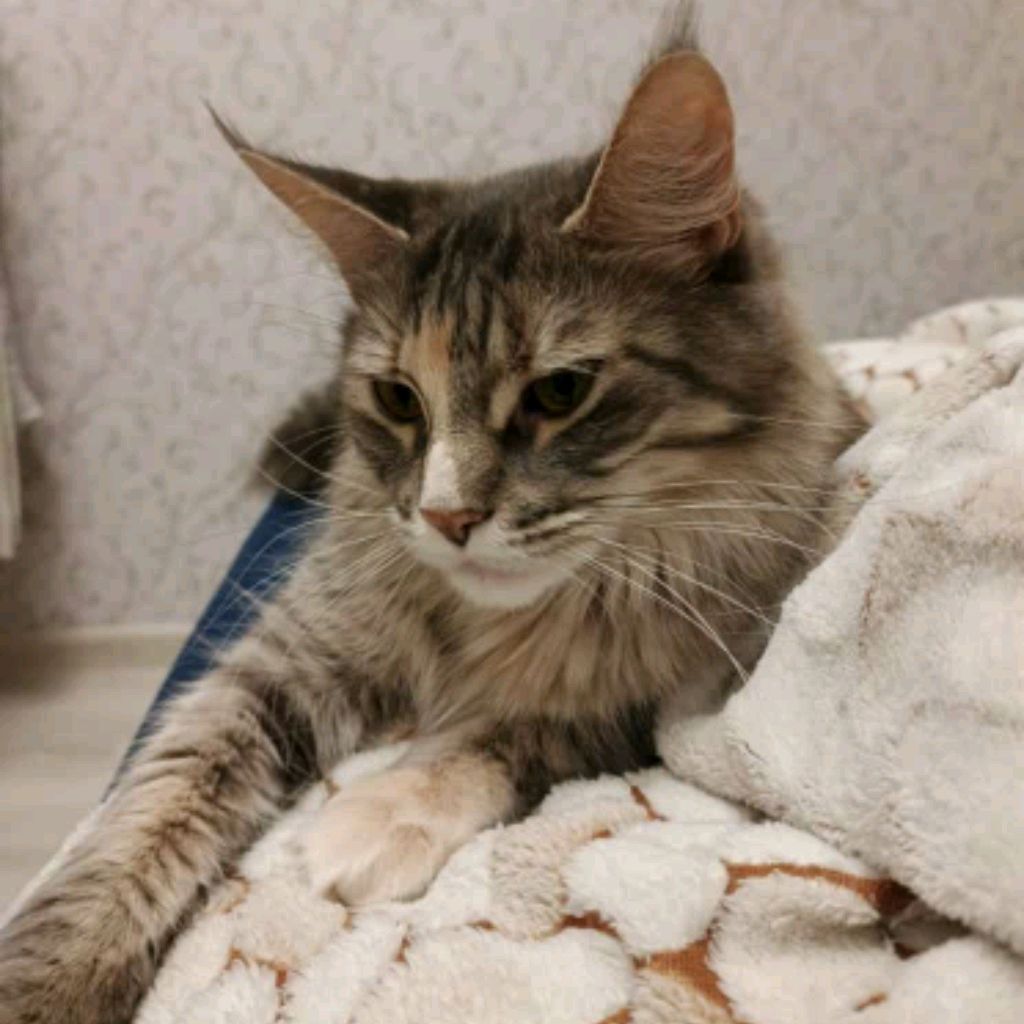 Иконка канала 3сосиски  1сорделька