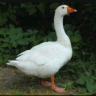 Иконка канала Гусиная хижина