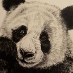 Иконка канала Panda Недвижимость