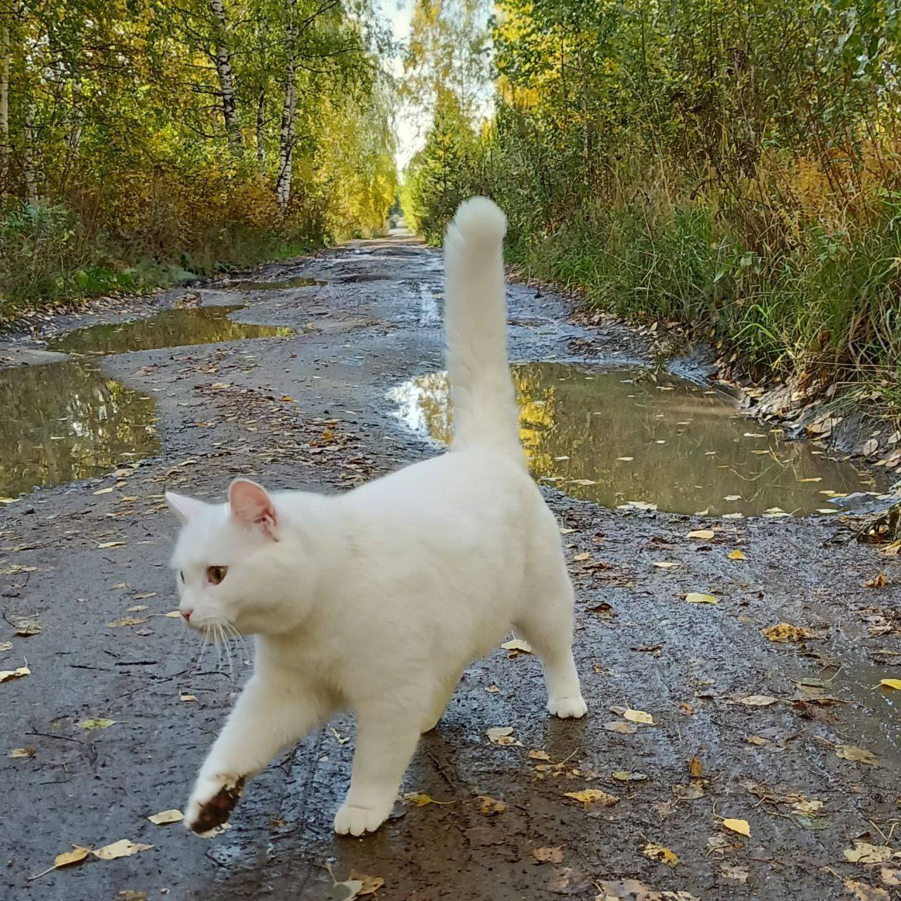 Иконка канала 😺💜SaHAa286RTofficial💜😺🍀весна🍀☑️☜(ﾟヮﾟ☜)