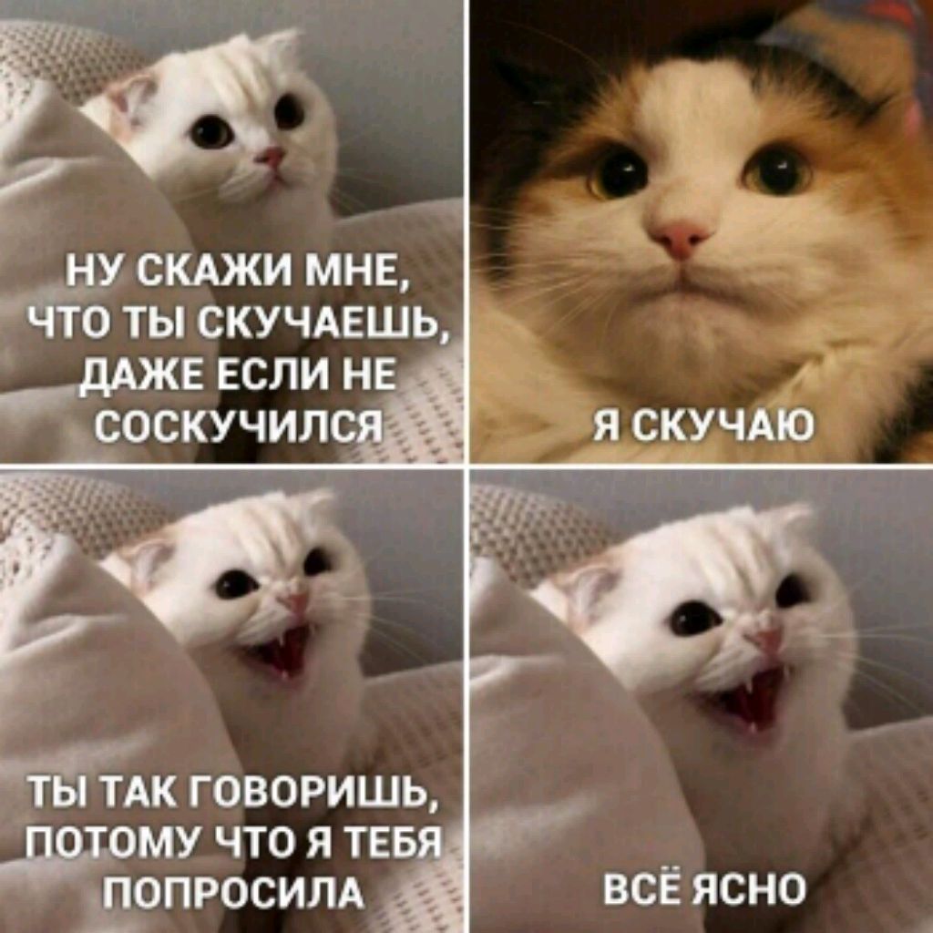 Иконка канала Кот про