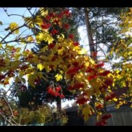 Иконка канала Мой серебряный возраст