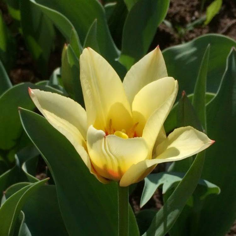 Иконка канала Цветы к цветам