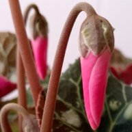 Иконка канала Зелёное 💚 Царство