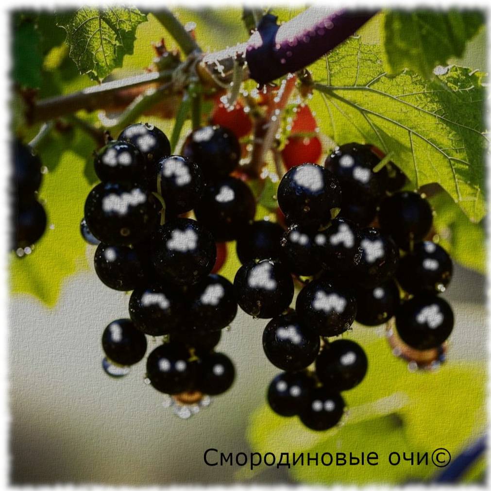 Иконка канала Смородиновые очи