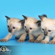 Иконка канала Меконгский бобтейл ( Питомник )