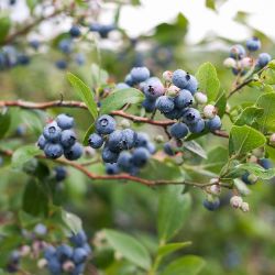 Иконка канала Фермерское хозяйство "Доктор Шарец"