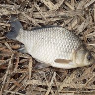 Иконка канала Юный рыбак