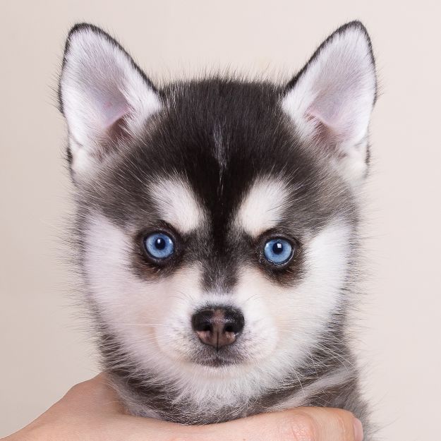 Иконка канала Minihusky.ru