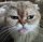 Иконка канала Julia cats&dogs