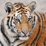 Иконка канала Земля 77-70